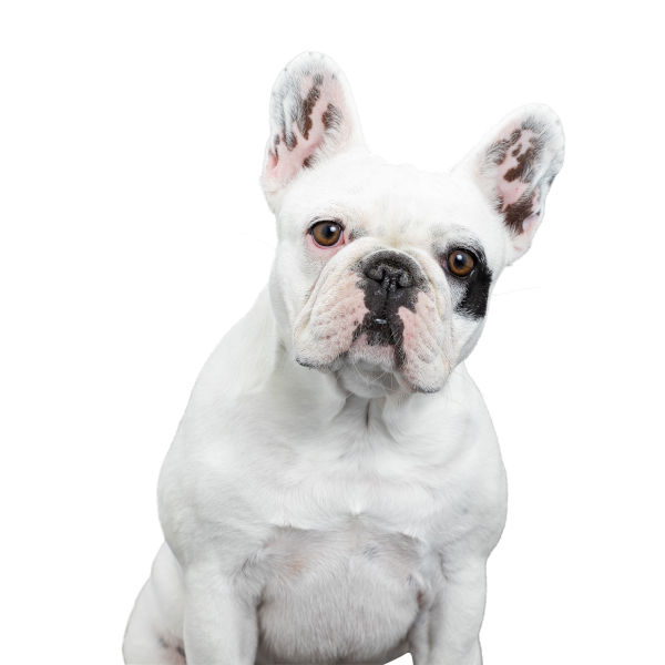 Our Team | Dr Julian Rodrigues